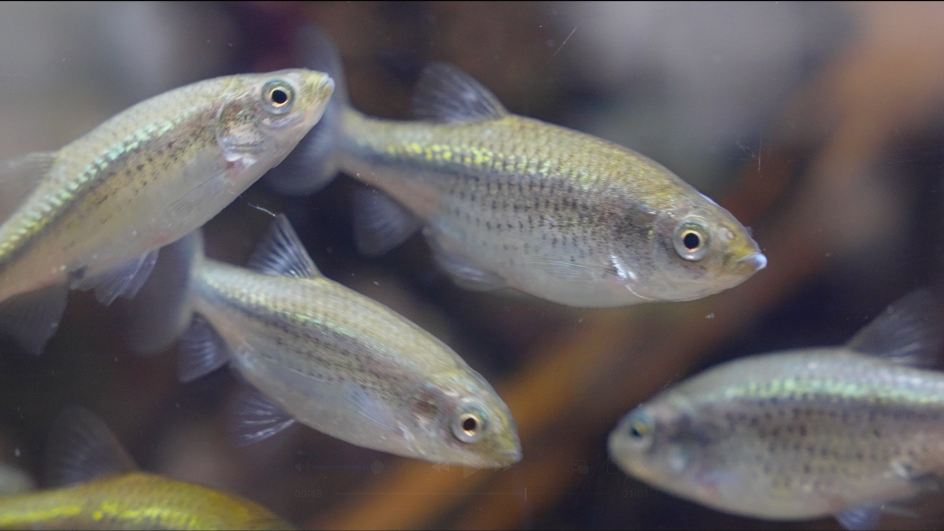 Small fish, big mission to protect biodiversity in Japan | Takeda Stories